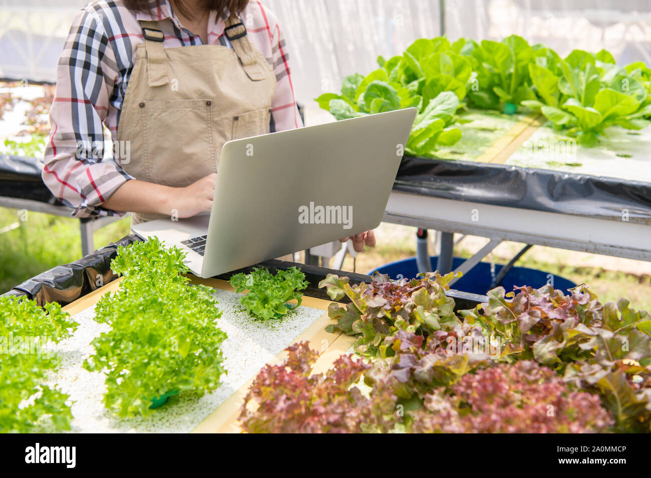 Data collecting plantation hi-res stock photography and images - Alamy