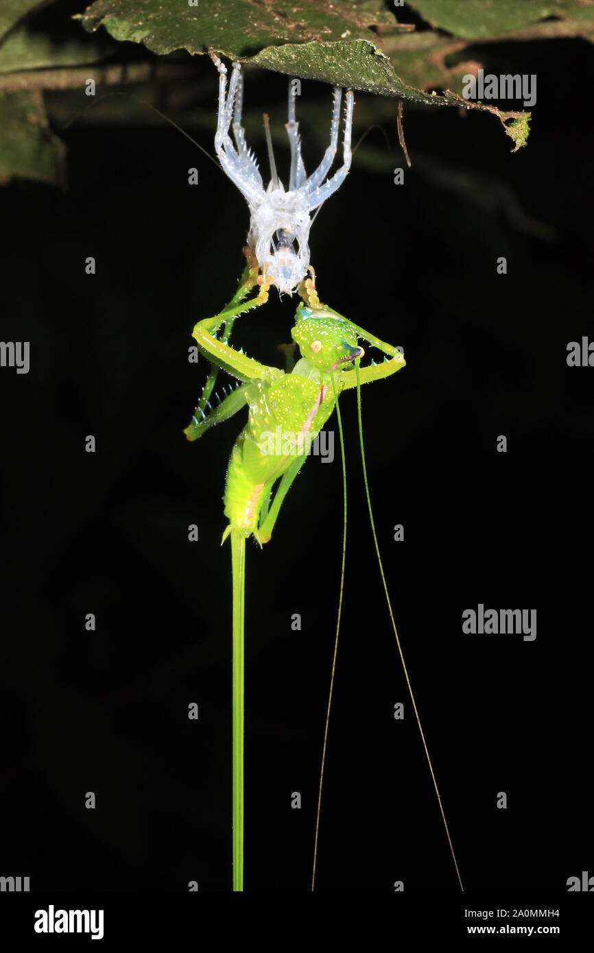 Cricket molting activity hi-res stock photography and images - Alamy