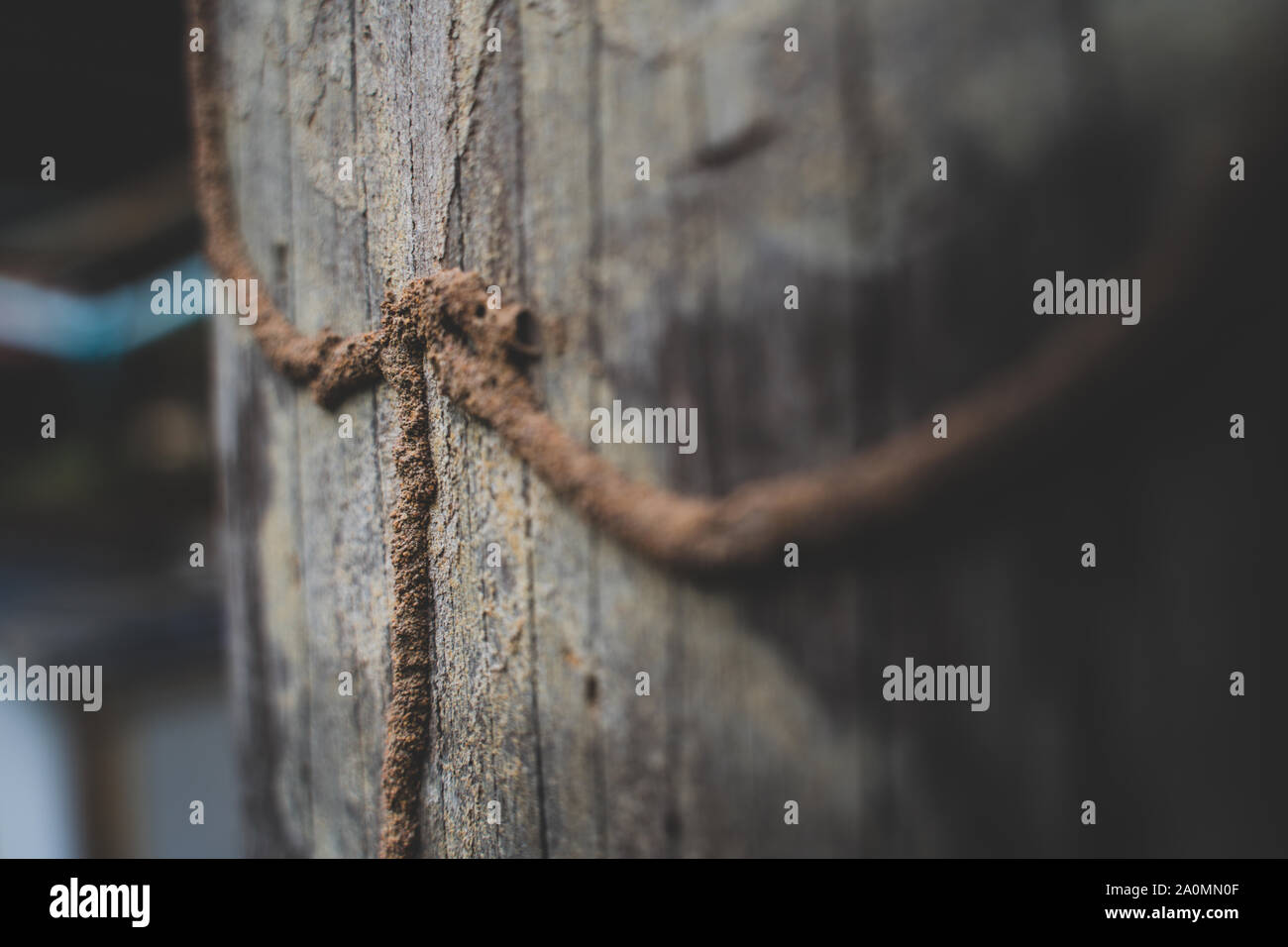 Termite Infested. Close up on termite infested wood Stock Photo - Alamy