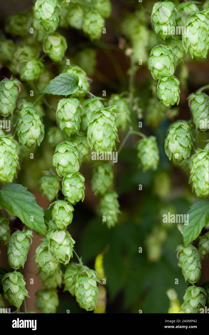 Hops Humulus Lupulus High Resolution Stock Photography and Images - Alamy