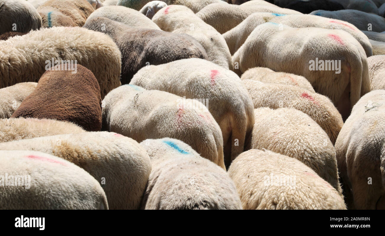the woolly fur of sheep with lots of sheep grazing Stock Photo - Alamy