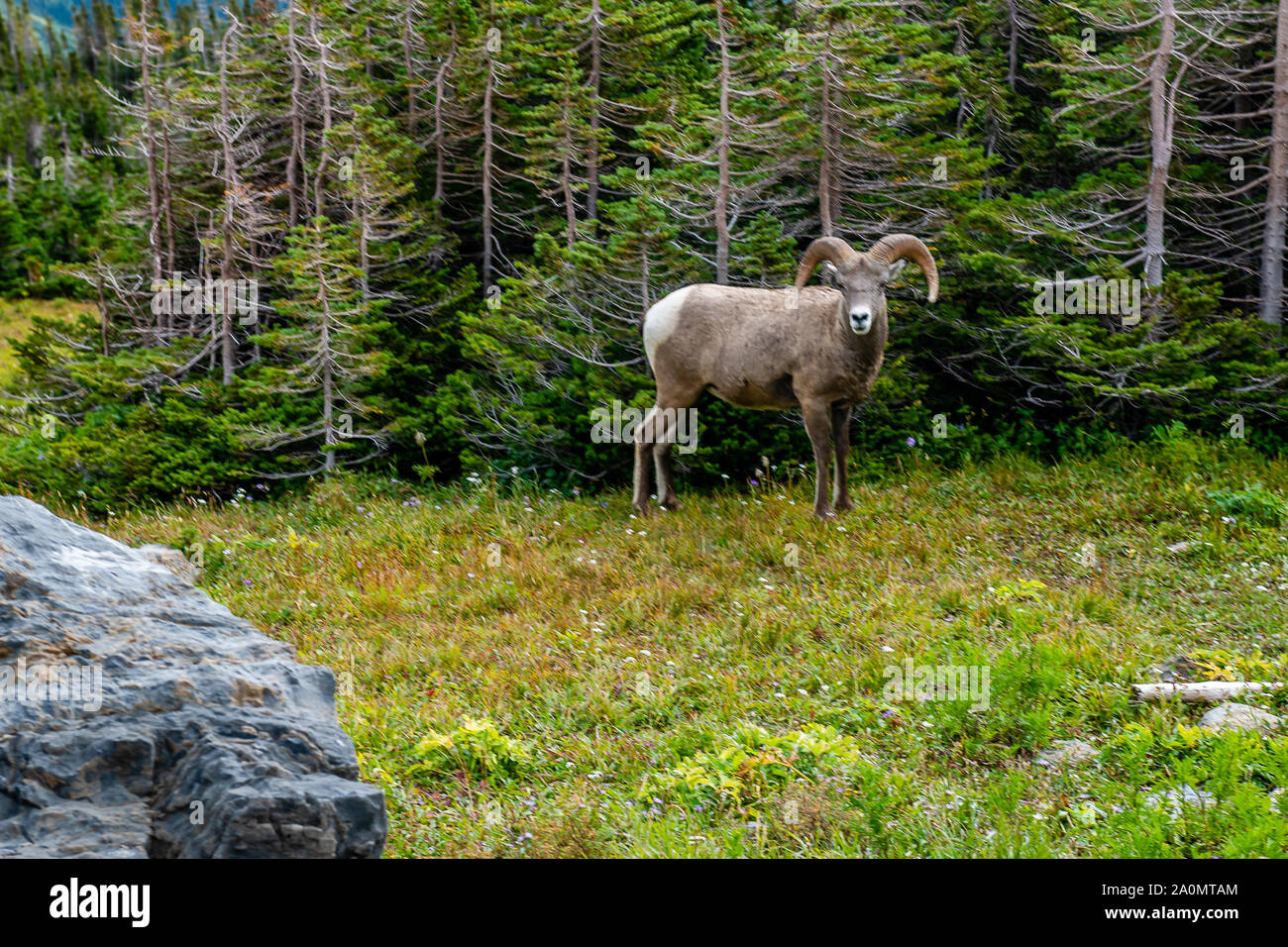 Logan Pass, Glacier National Park Stock Photo - Alamy