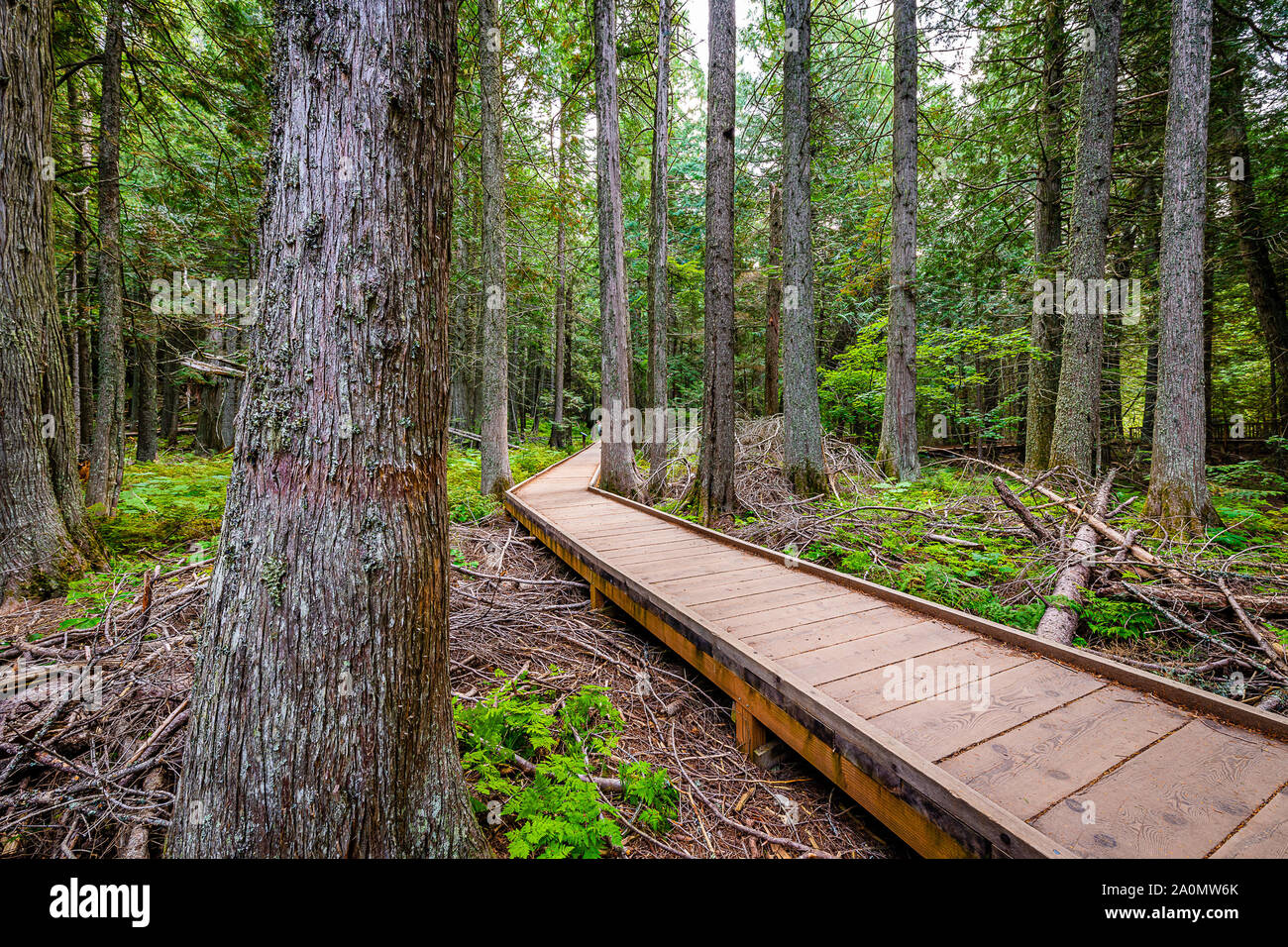 Trail of the Cedars and Avalanche Creek Stock Photo - Alamy Trail of the Cedars and Avalanche Creek Stock Photo - Alamy