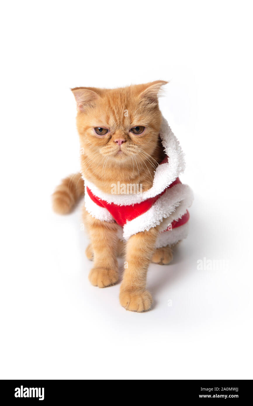 Little cat wearing red santa claus suit for christmas on white ...