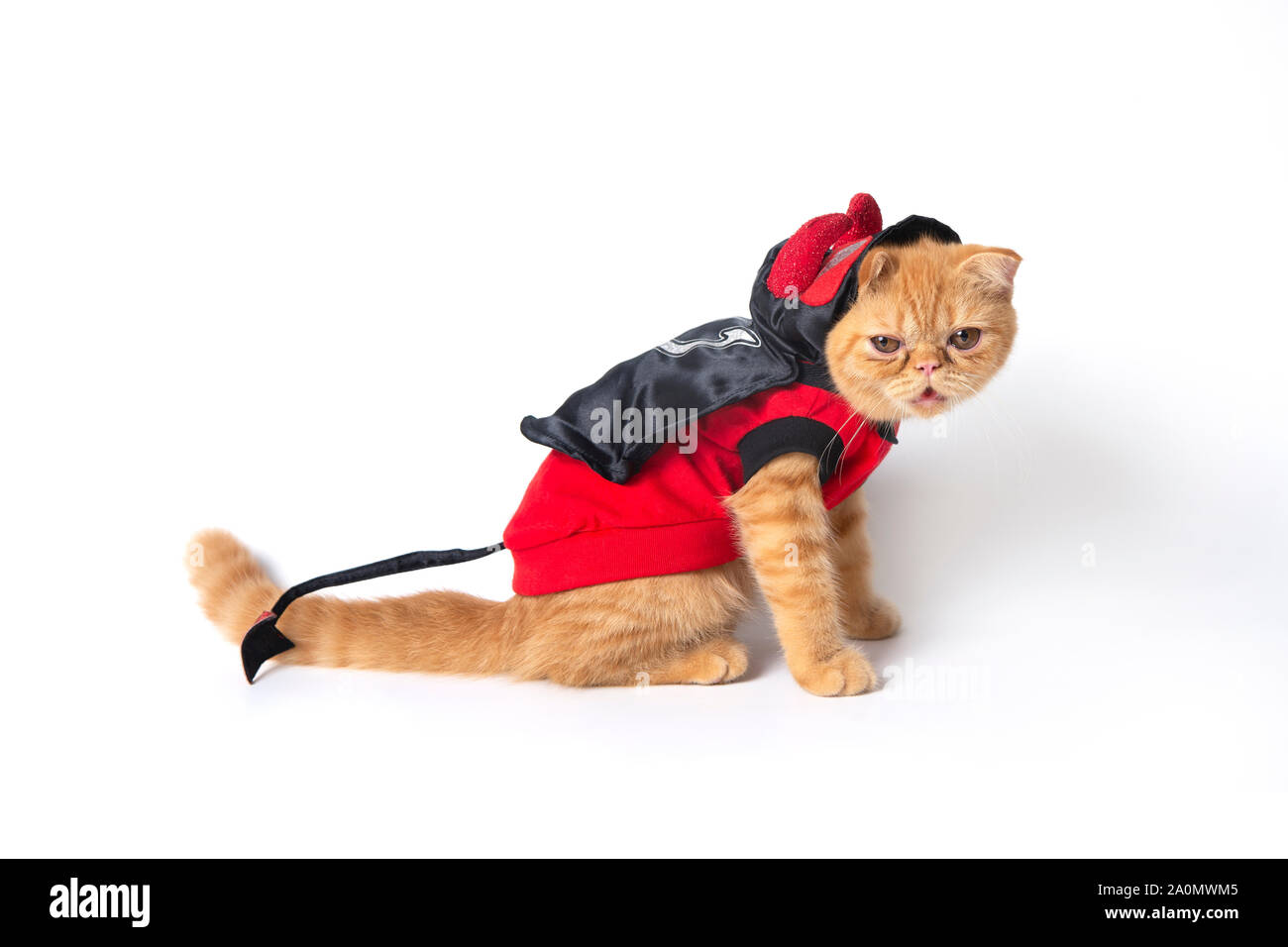 The cat and the devil Cut Out Stock Images & Pictures - Alamy