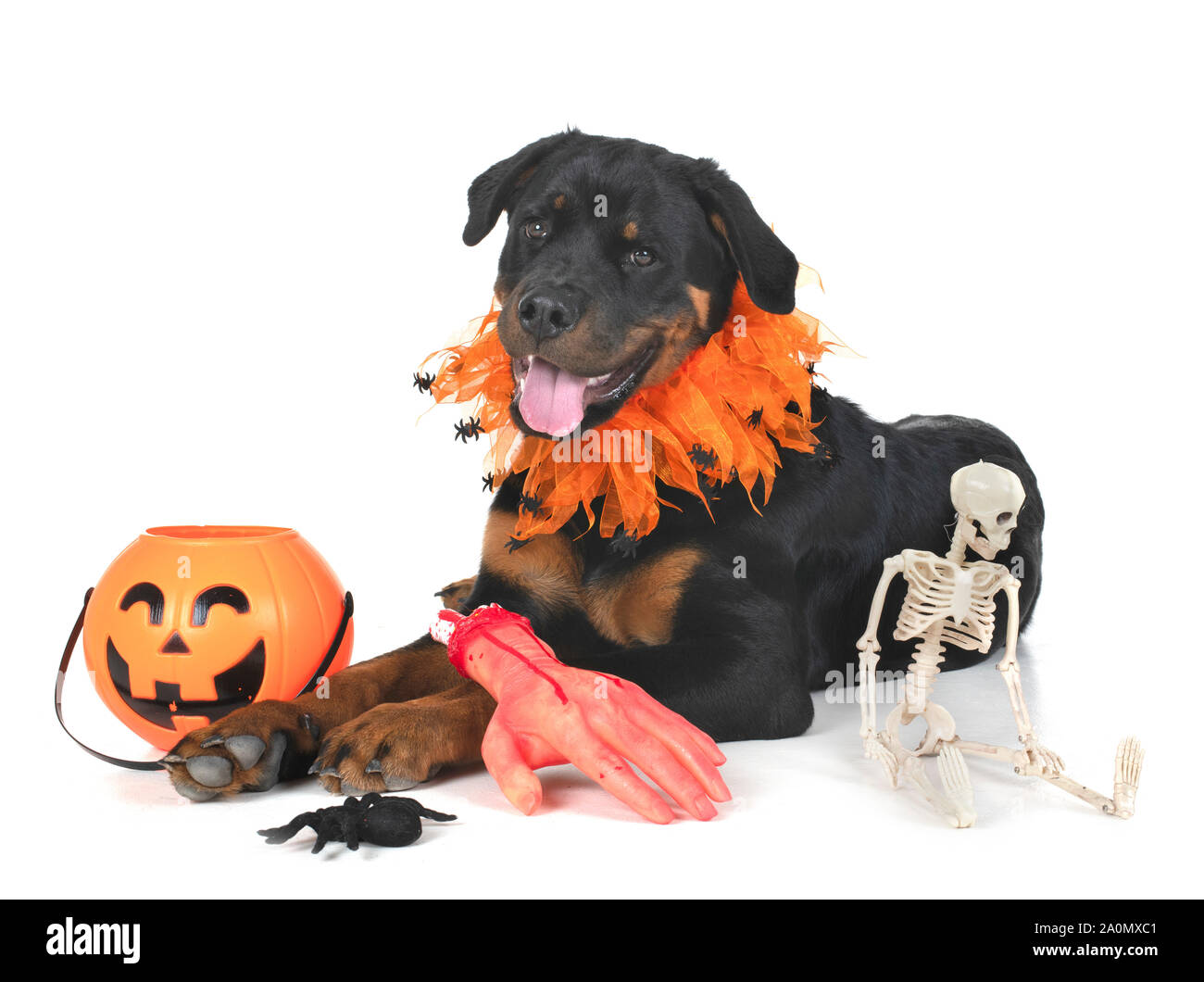 Female skeleton front Cut Out Stock Images & Pictures - Alamy