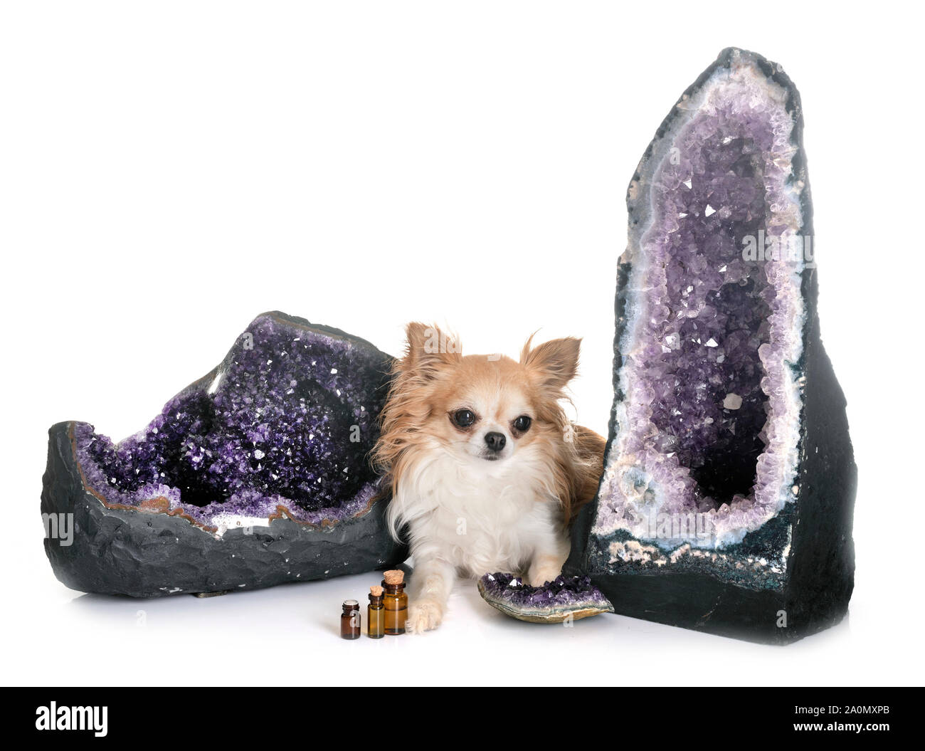 chihuahua and geode in front of white background Stock Photo - Alamy