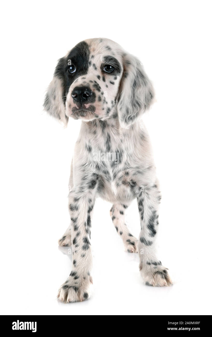 puppy english setter in front of white background Stock Photo - Alamy