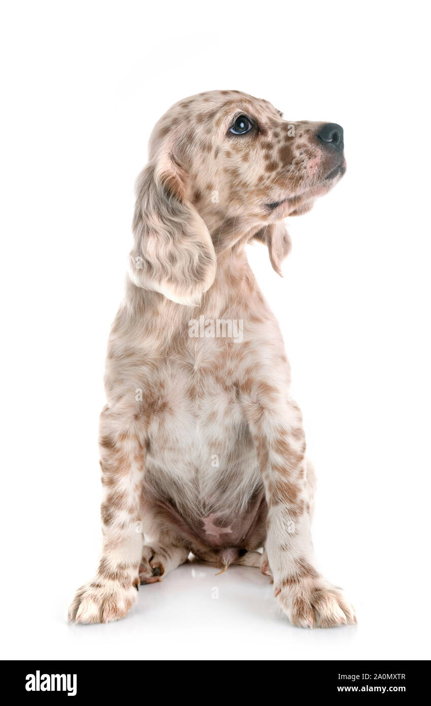 puppy english setter in front of white background Stock Photo - Alamy
