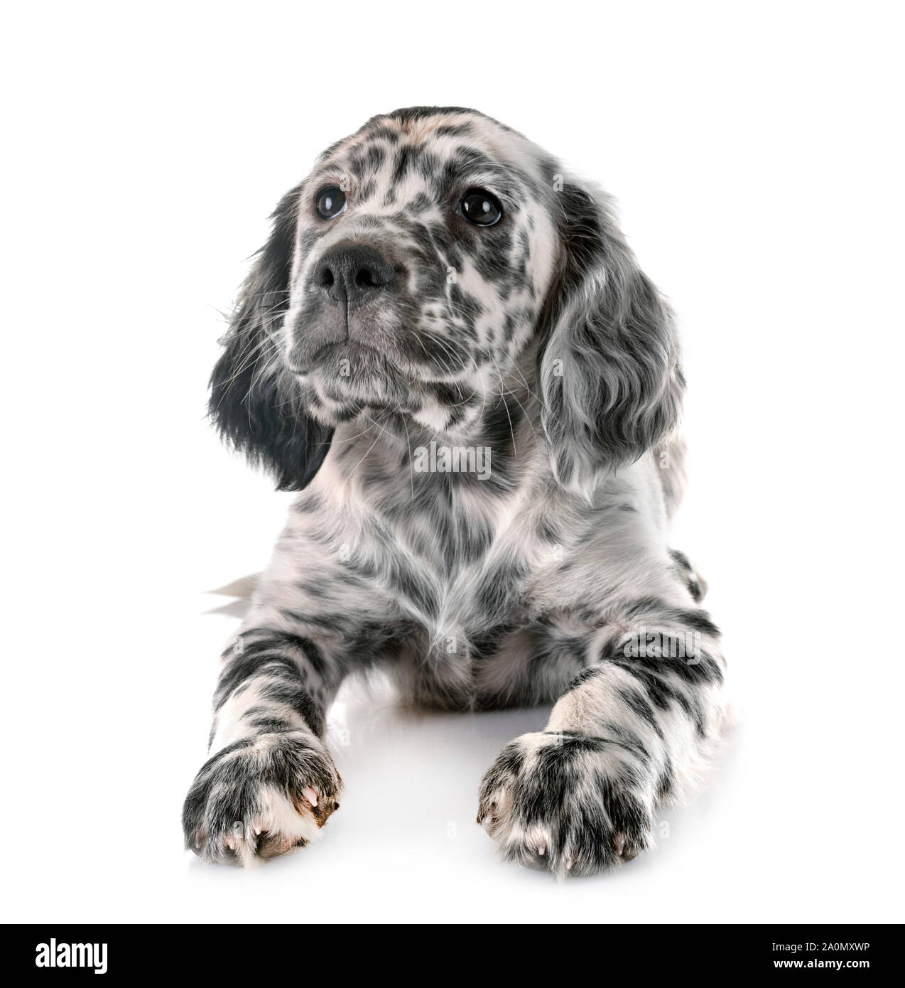 puppy english setter in front of white background Stock Photo - Alamy