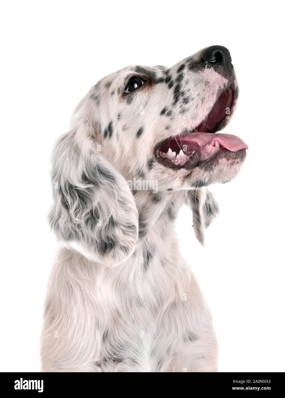 puppy english setter in front of white background Stock Photo - Alamy