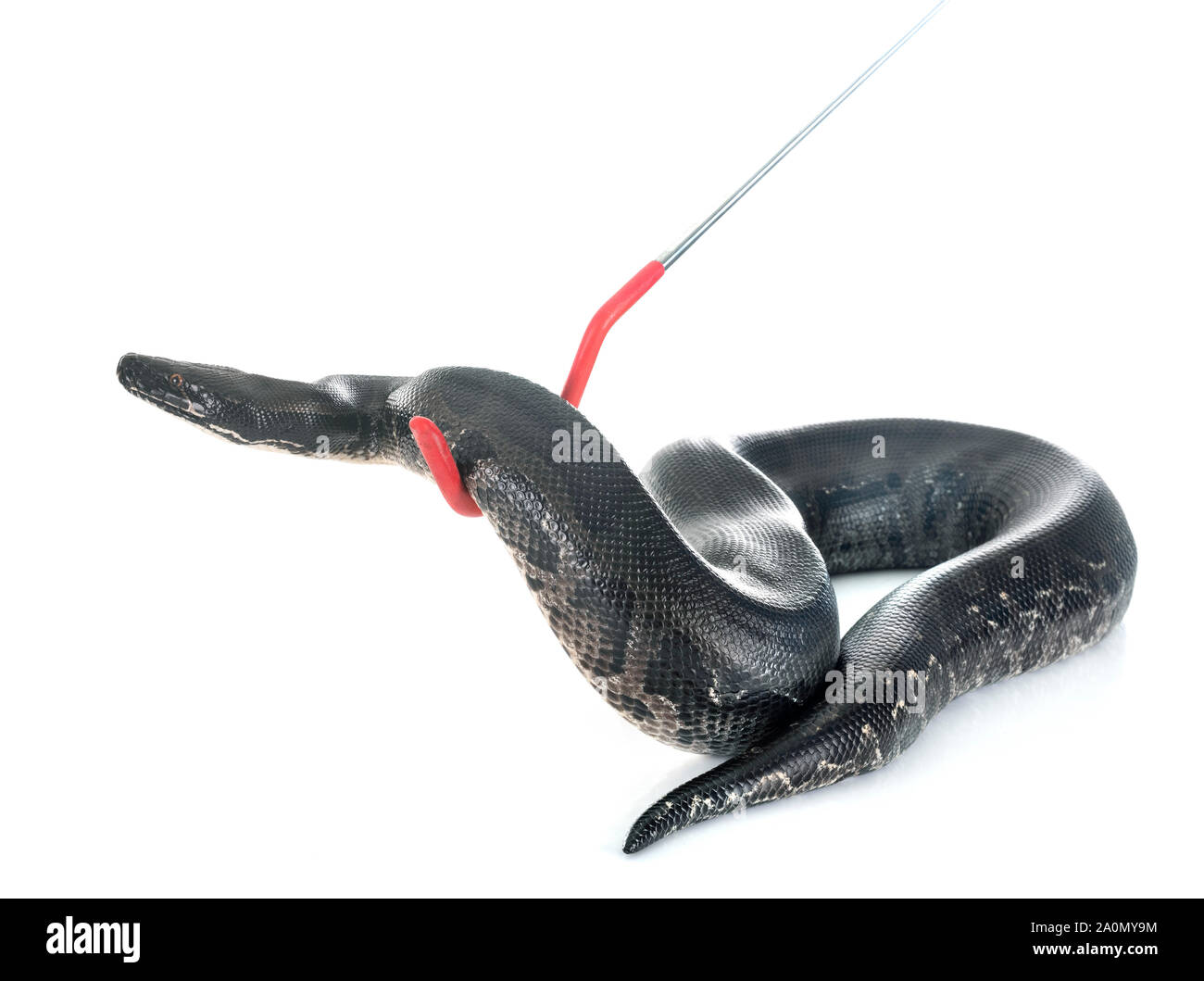 Python curtus in front of white background Stock Photo - Alamy