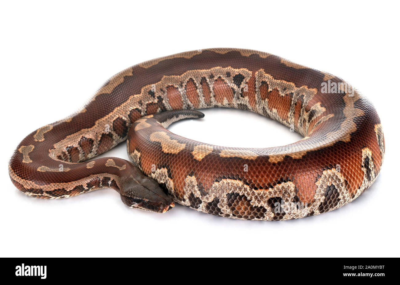 Python brongersmai in front of white background Stock Photo - Alamy