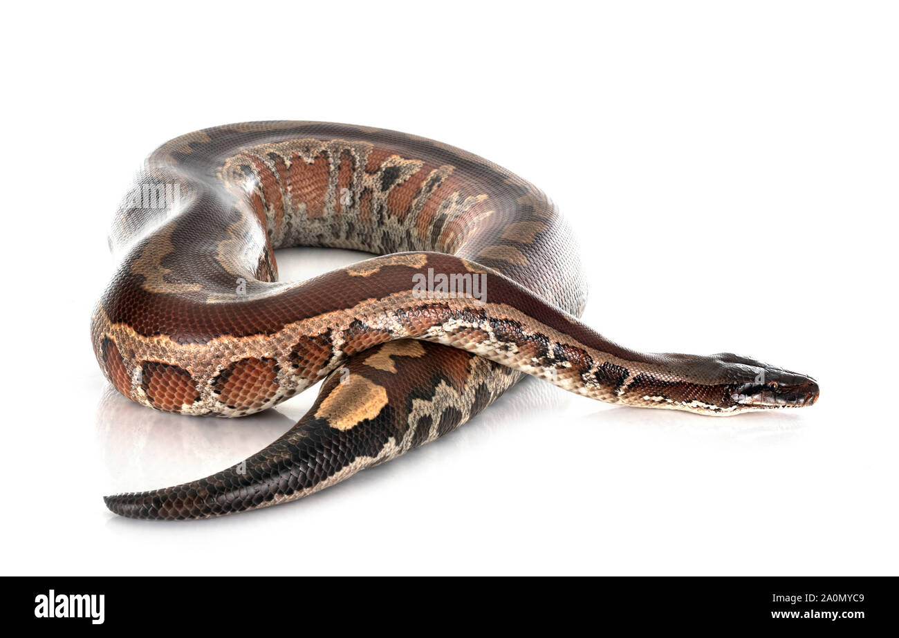 Python brongersmai in front of white background Stock Photo - Alamy