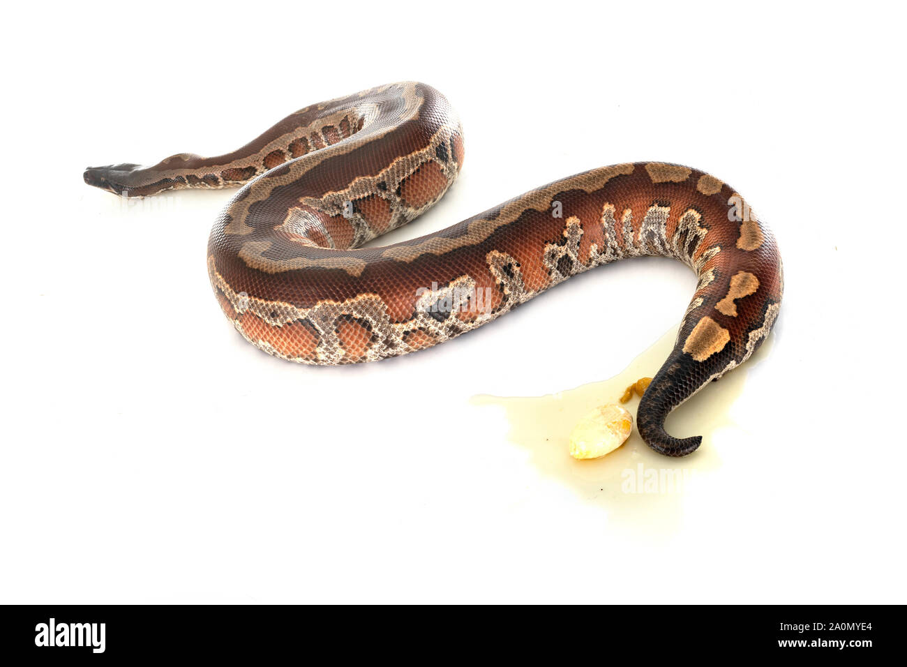 Python brongersmai in front of white background Stock Photo - Alamy