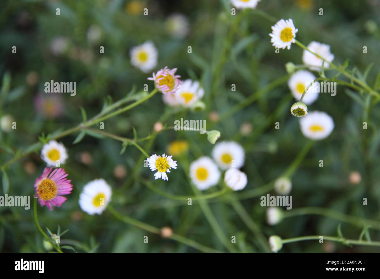 Mexican daisy hi-res stock photography and images - Alamy