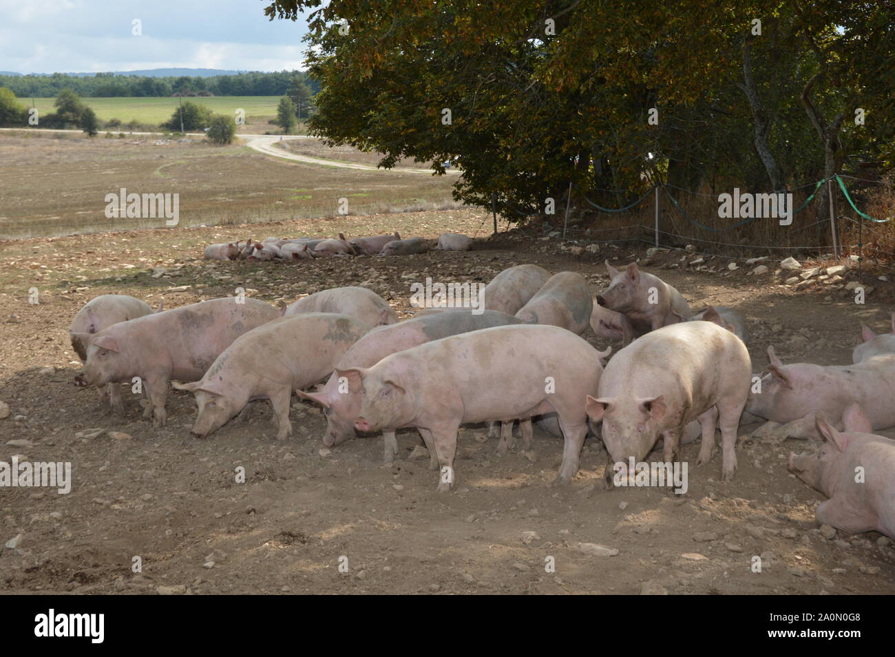 Pigs in their natural surroundings , Saint Christol, France Stock Photo ...