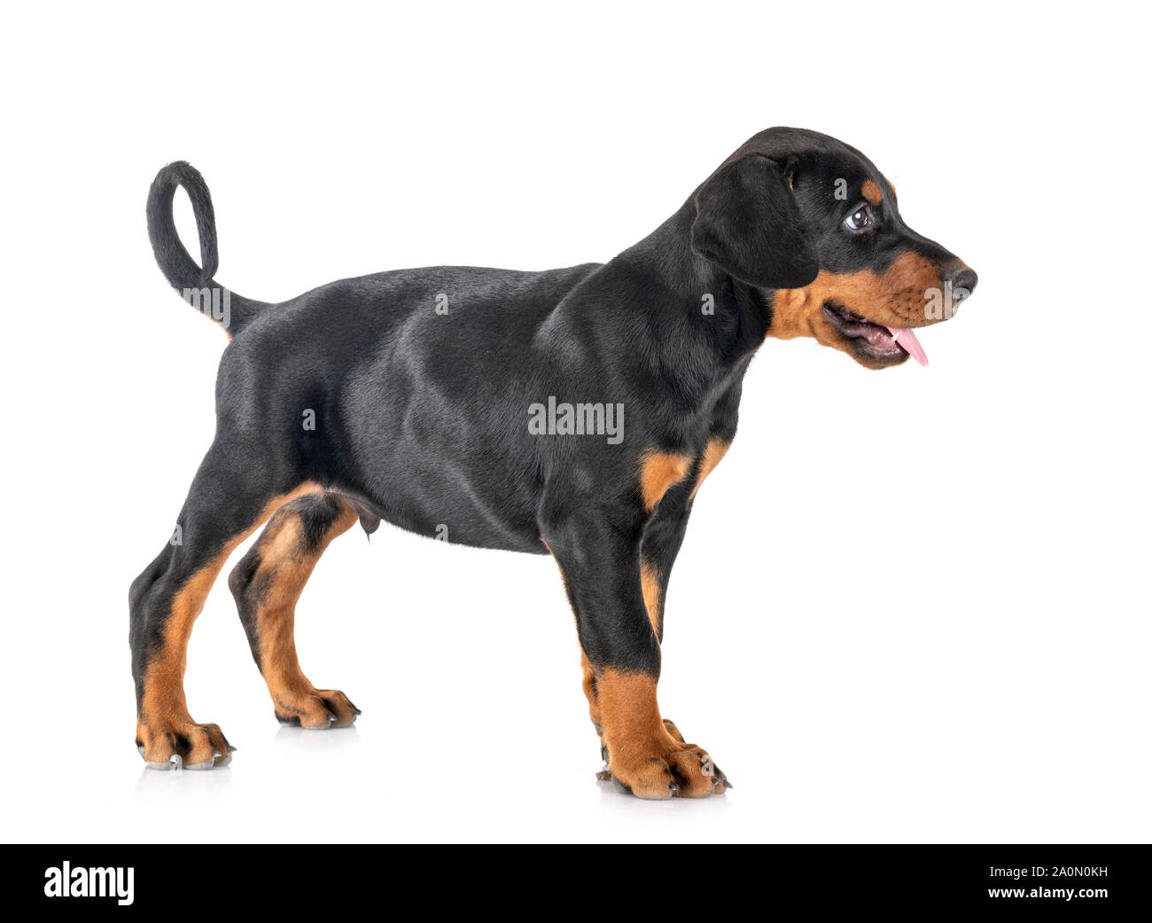 puppy Doberman Pinscher in front of white background Stock Photo - Alamy