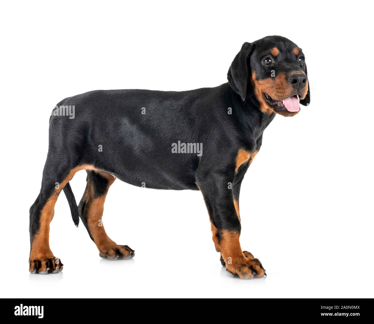 Cachorro Doberman Blanco Doberman Cachorro Aislado En Blanco Foto De
