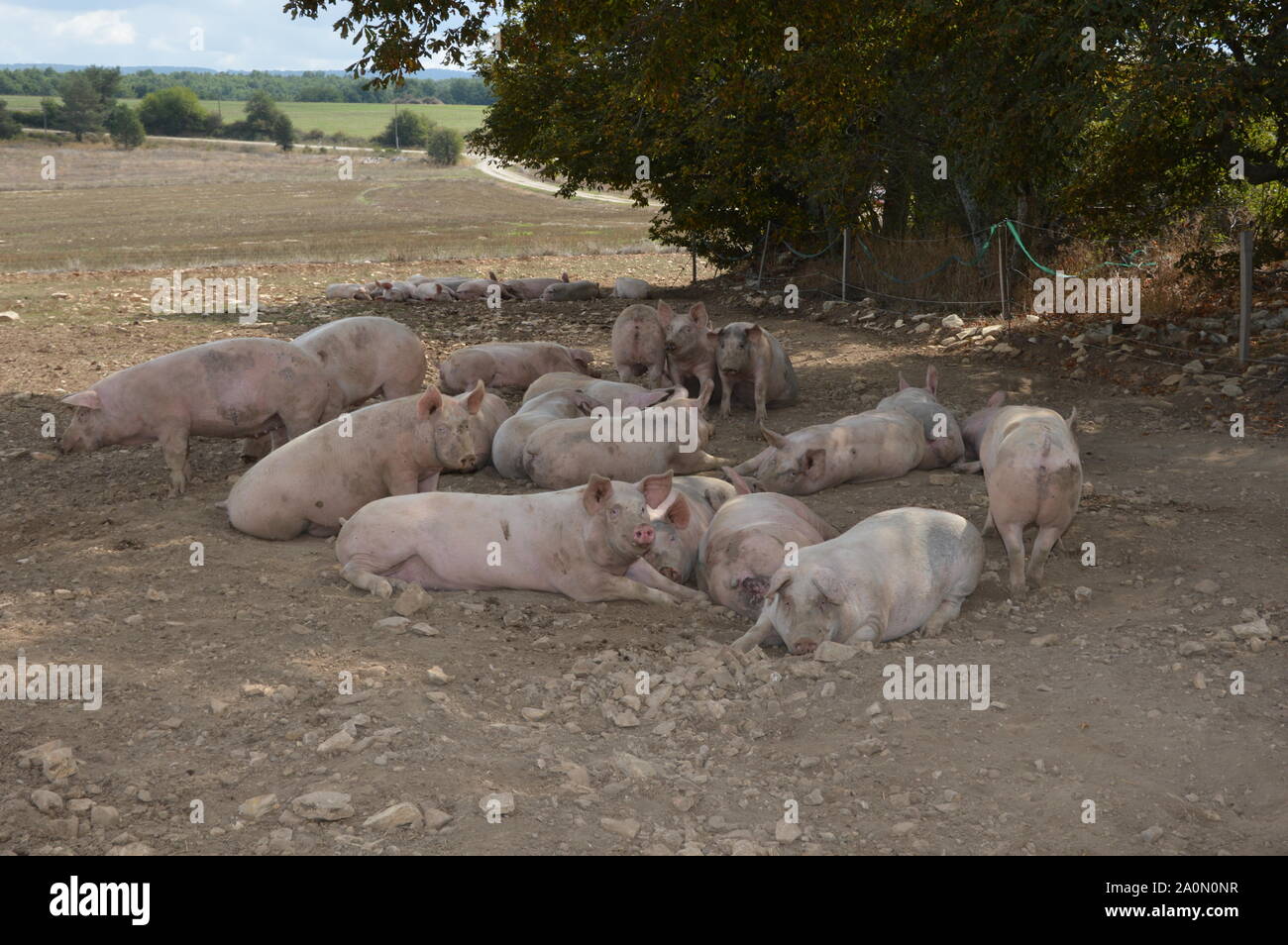 Pigs in their natural surroundings , Saint Christol, France Stock Photo ...