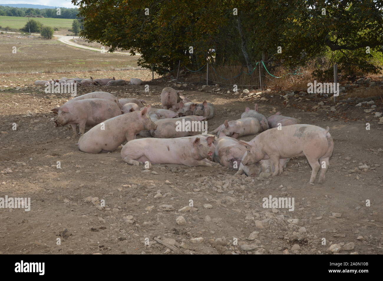 Pigs in their natural surroundings , Saint Christol, France Stock Photo ...