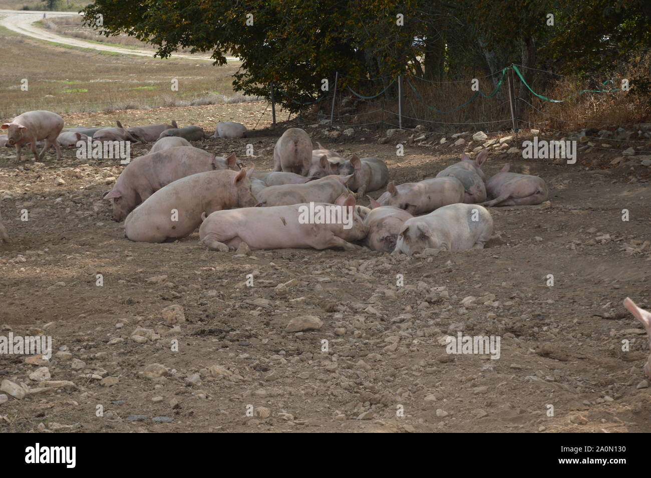 France food ground pigs hi-res stock photography and images - Alamy