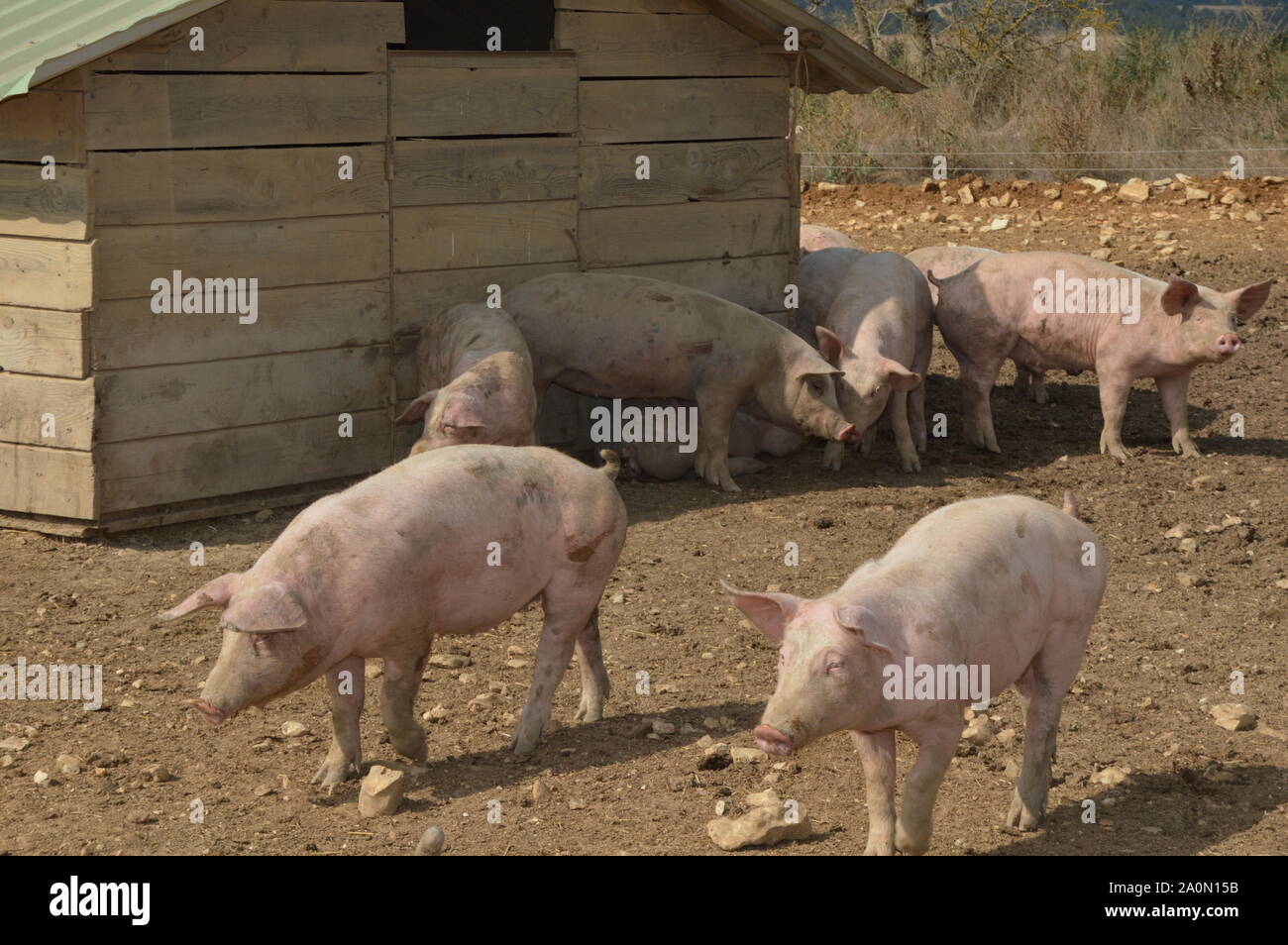 Pigs in their natural surroundings , Saint Christol, France Stock Photo ...