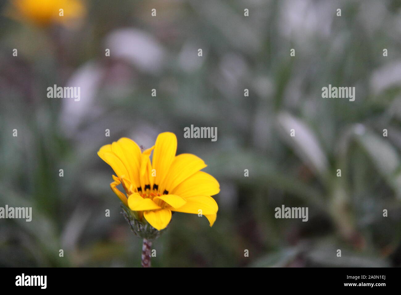 Yellow Treasure Flower (Gazania Rigens Stock Photo - Alamy