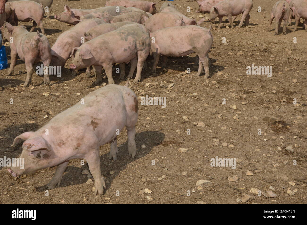 Pigs in their natural surroundings , Saint Christol, France Stock Photo ...
