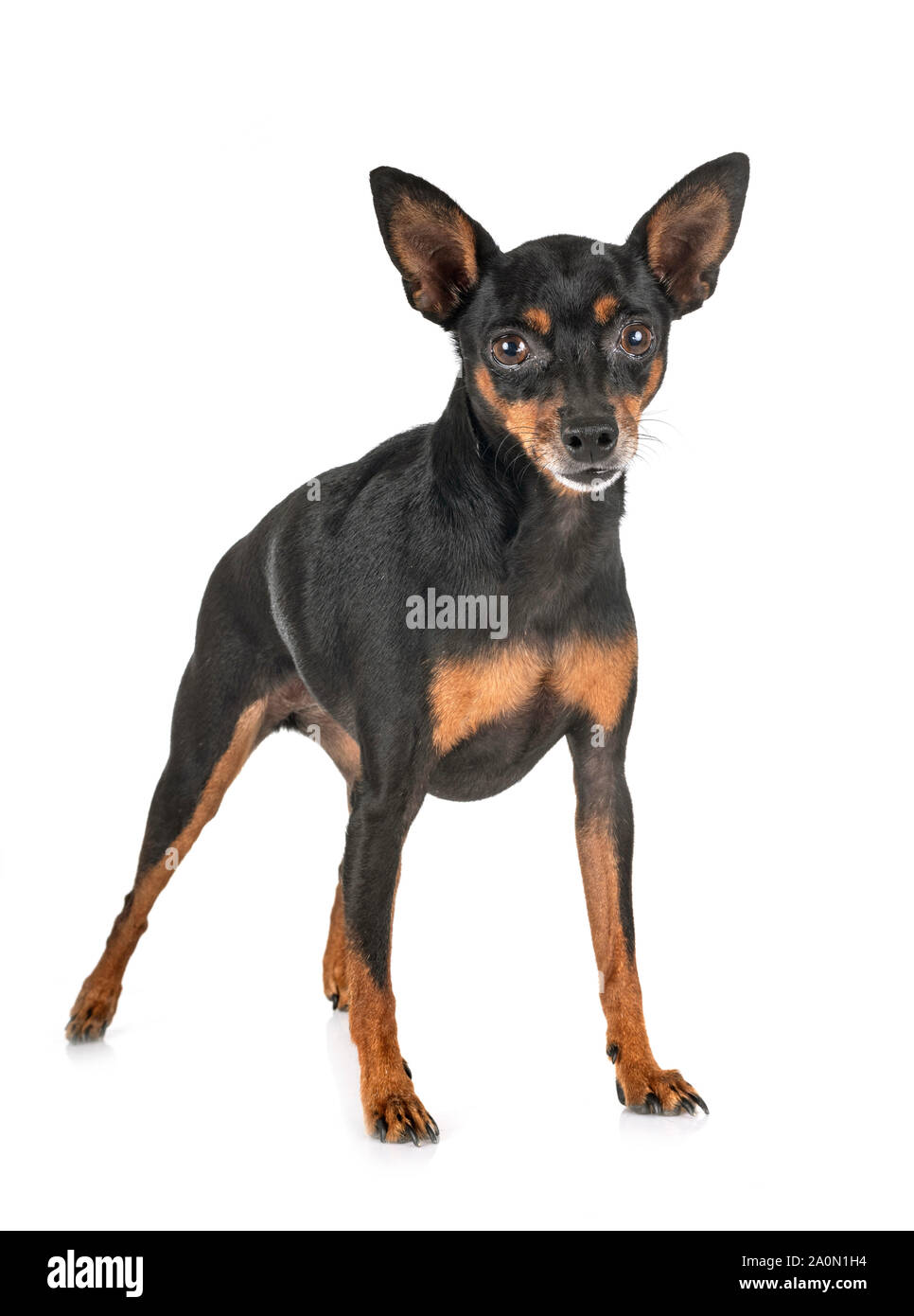 miniature pinscher in front of white background Stock Photo - Alamy