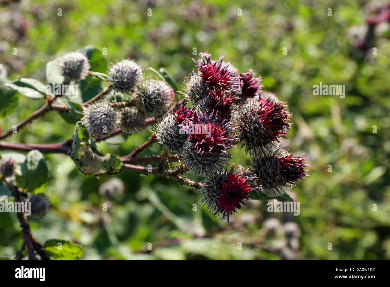 Burdock burrs hi-res stock photography and images - Alamy