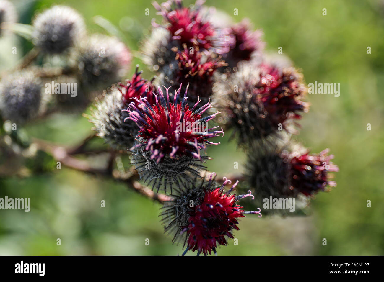 Burdock burrs hi-res stock photography and images - Alamy
