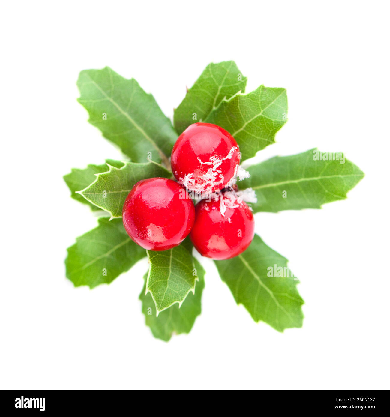 Red holly berries and green leaves isolated on white background, top ...
