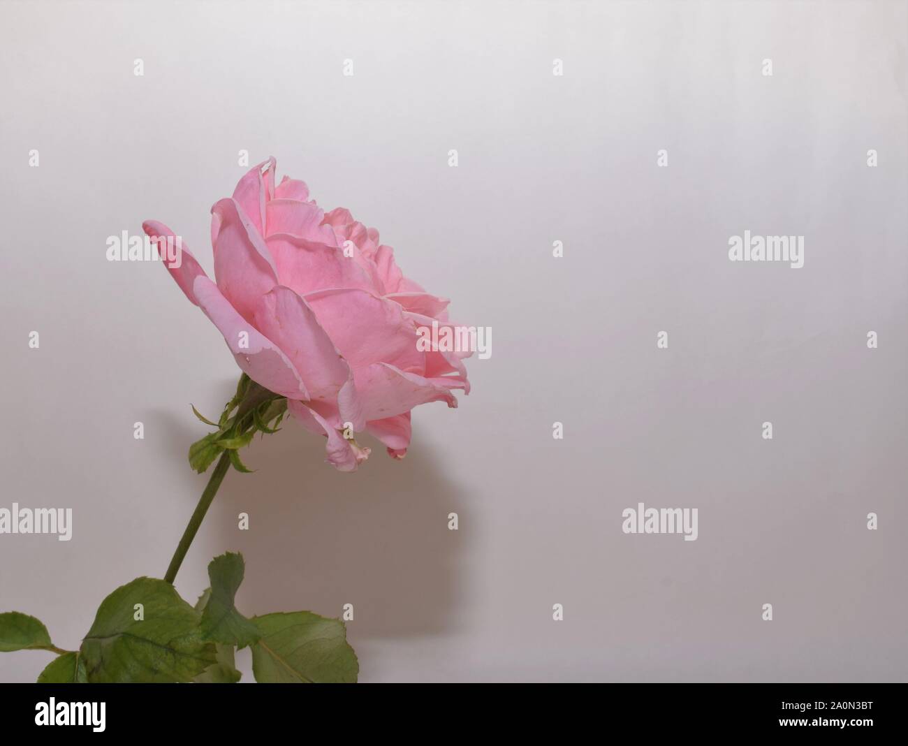 single pink rose isolated on white background in vertical Stock Photo ...