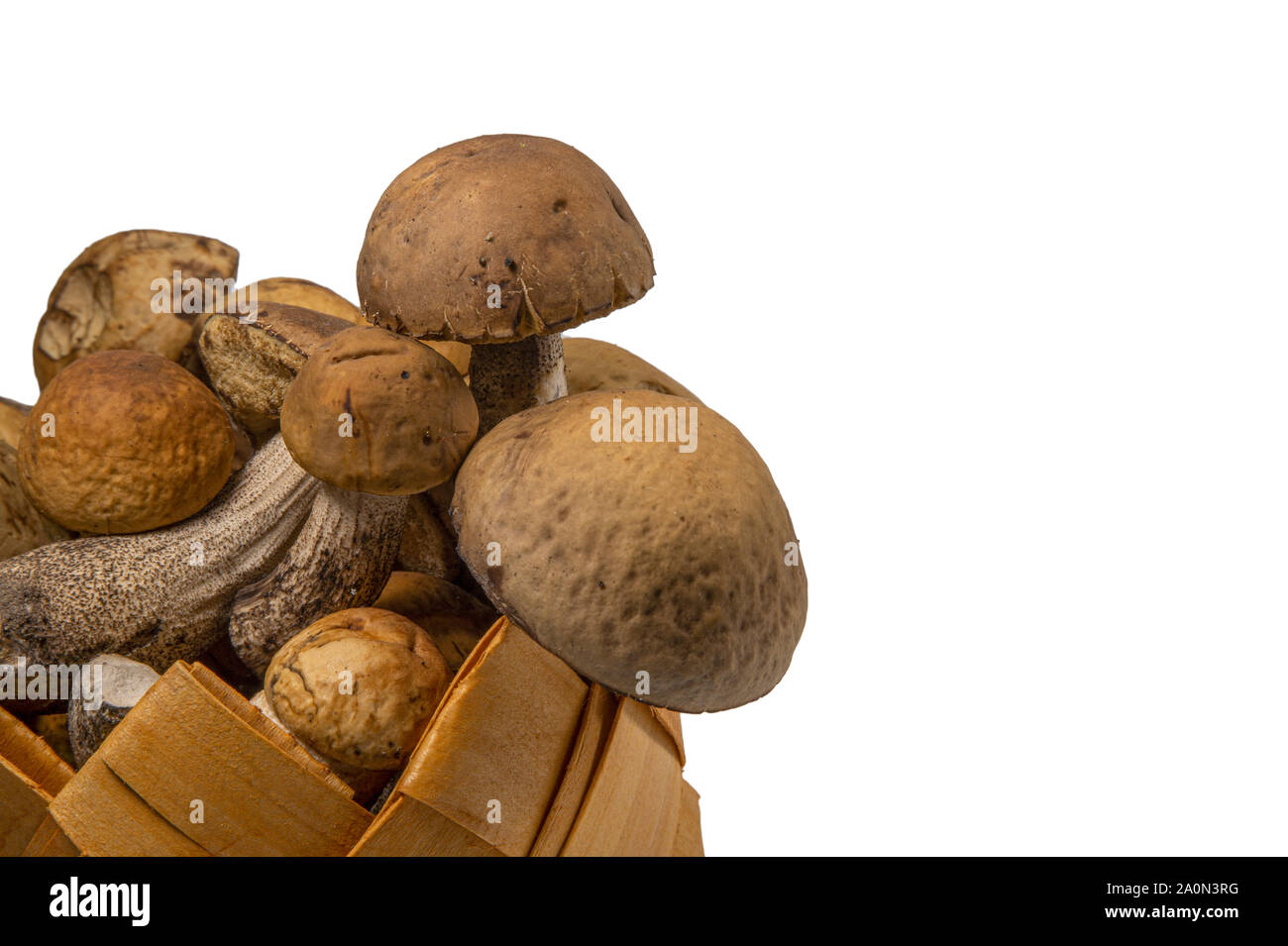 Ceps Cut High Resolution Stock Photography and Images - Alamy
