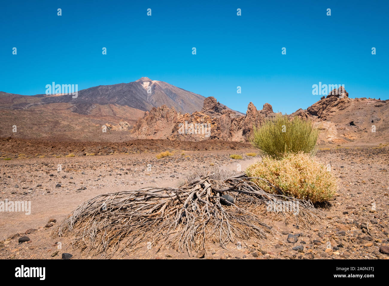hot desert landscape with driep up vegetation and mountain background ...