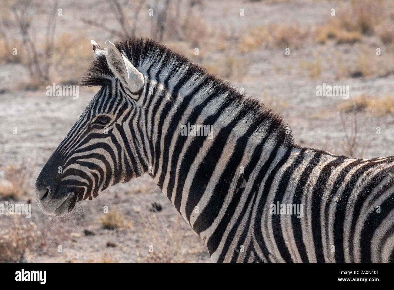 Closeup head hi-res stock photography and images - Alamy