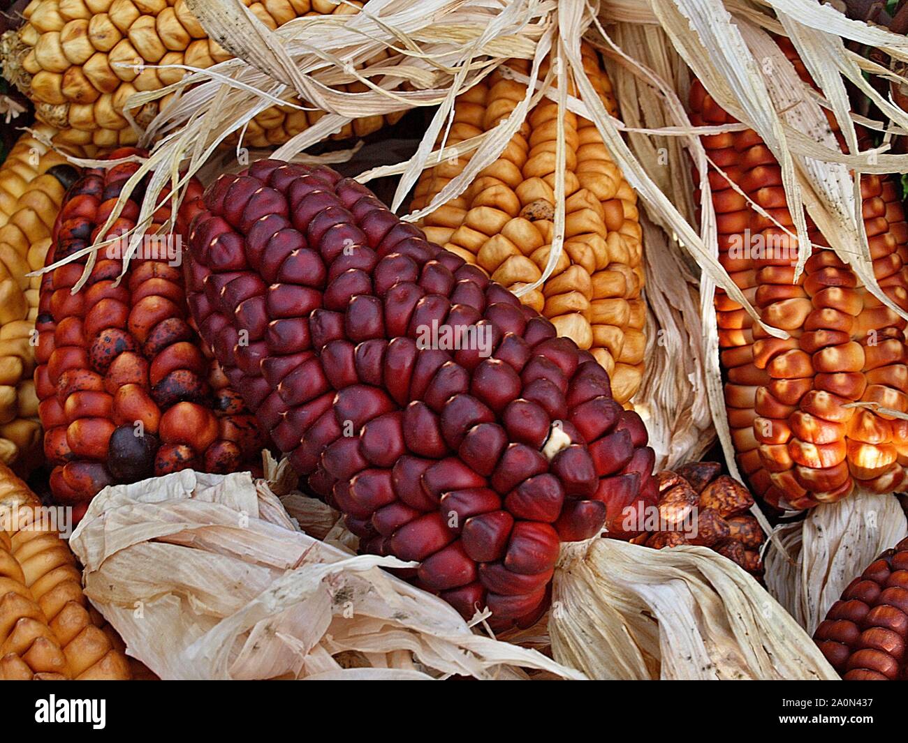 Dried corncobs hi-res stock photography and images - Alamy