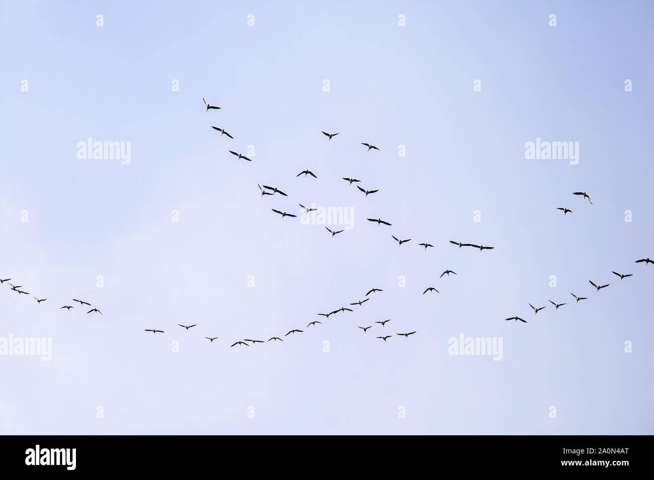 Flock of migrating birds flying Stock Photo - Alamy