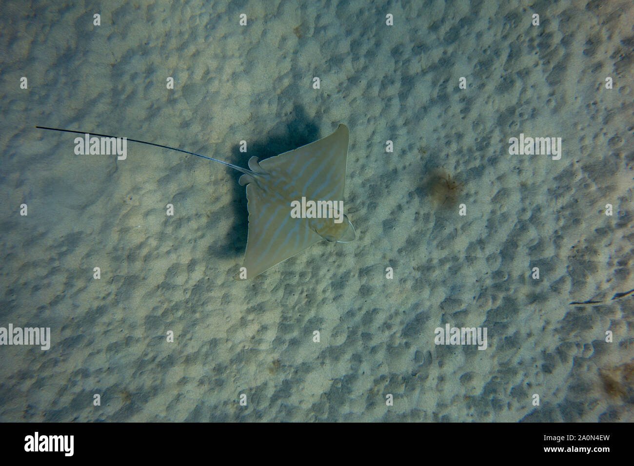Stingray tail hi-res stock photography and images - Alamy