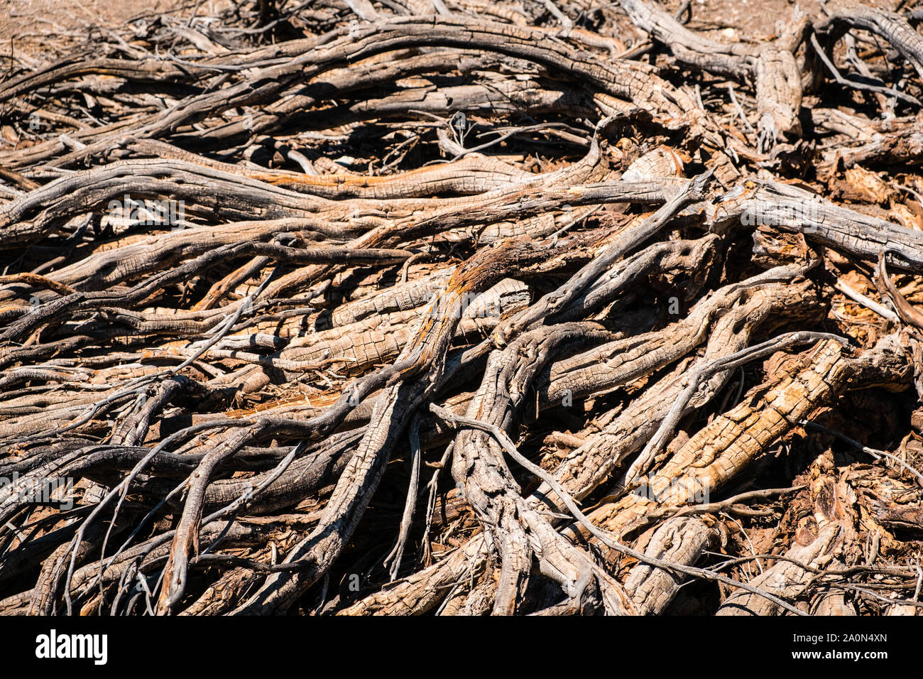 Drought land dry tree hi-res stock photography and images - Alamy