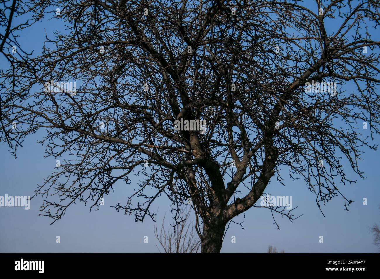 Dead tree snag hi-res stock photography and images - Alamy