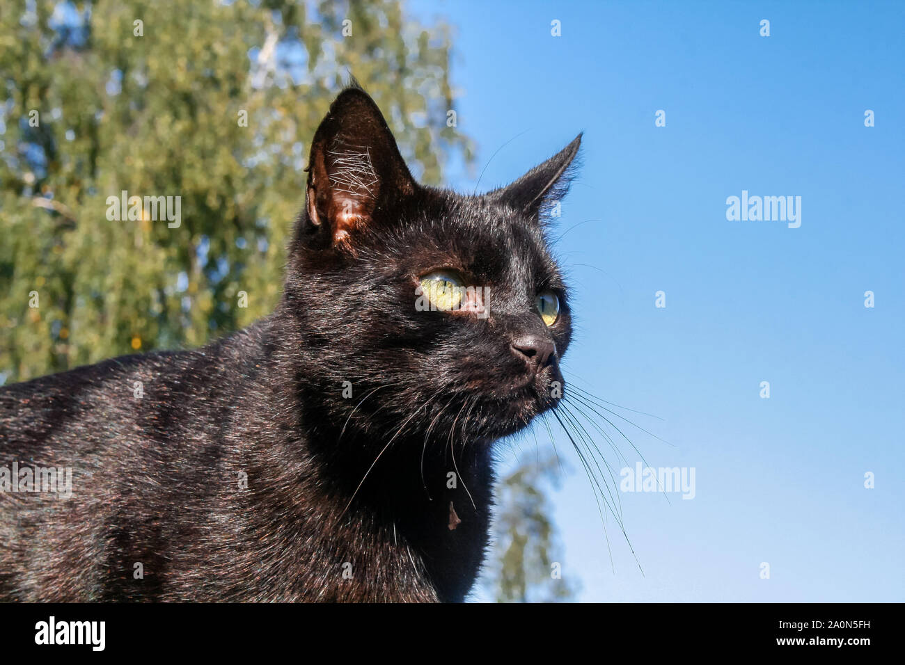 Black male cat in the sun Stock Photo - Alamy