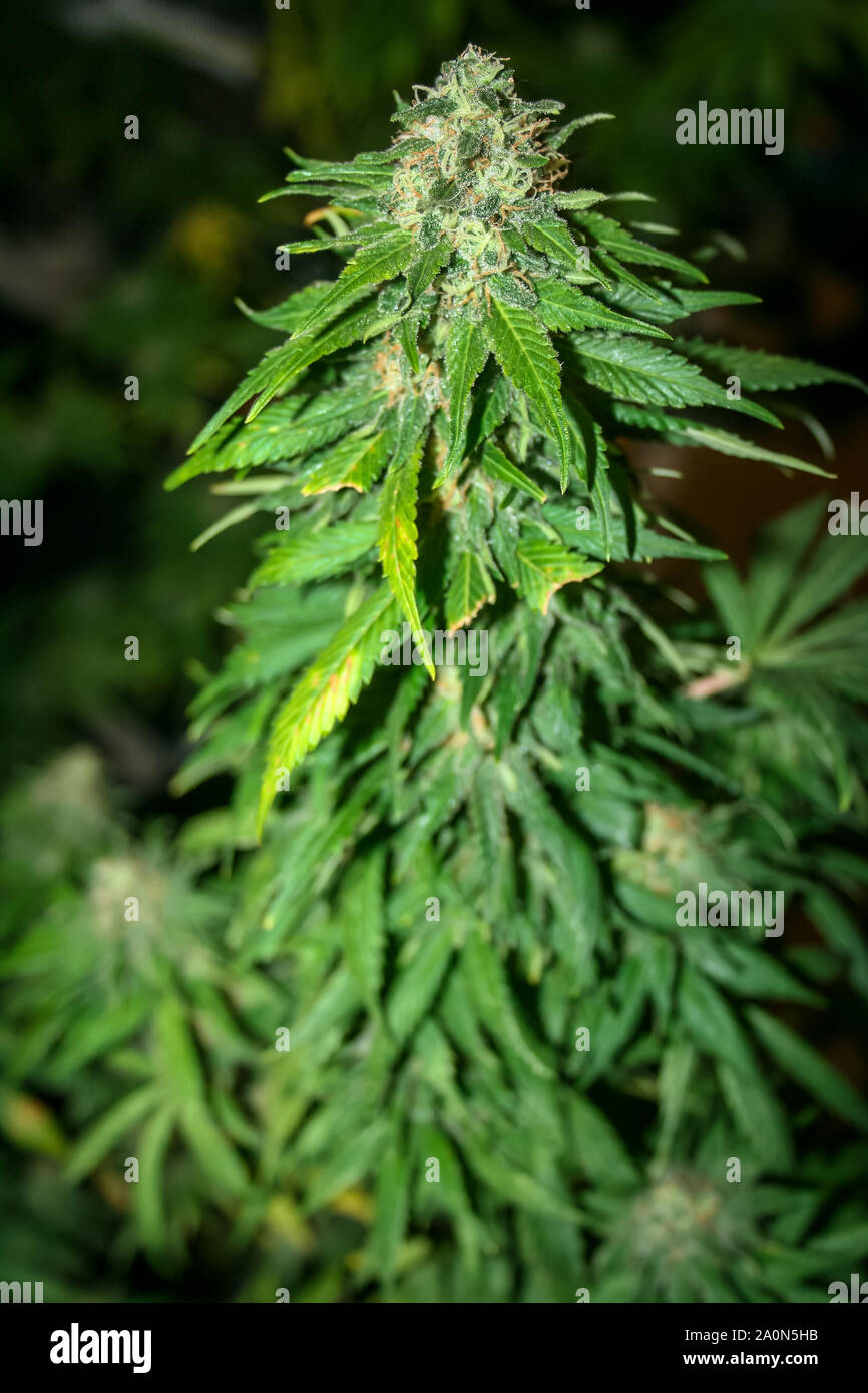 Cannabis sativa medicinal plant hi-res stock photography and images - Alamy