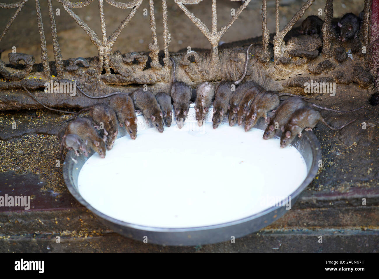 Rats drinking milk at Rats Temple or Karani Mata Temple at Deshnok ...