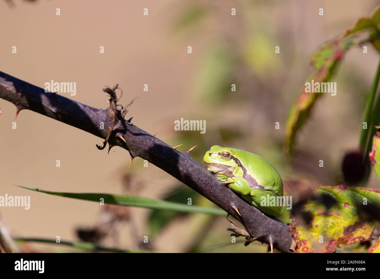 European Tree Frog on bush Stock Photo - Alamy