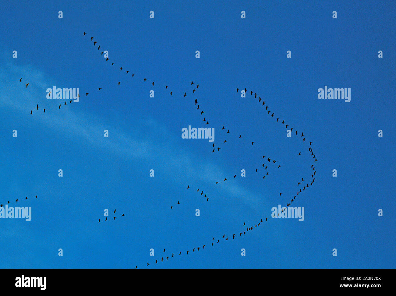 Geese flying v formation hi-res stock photography and images - Alamy