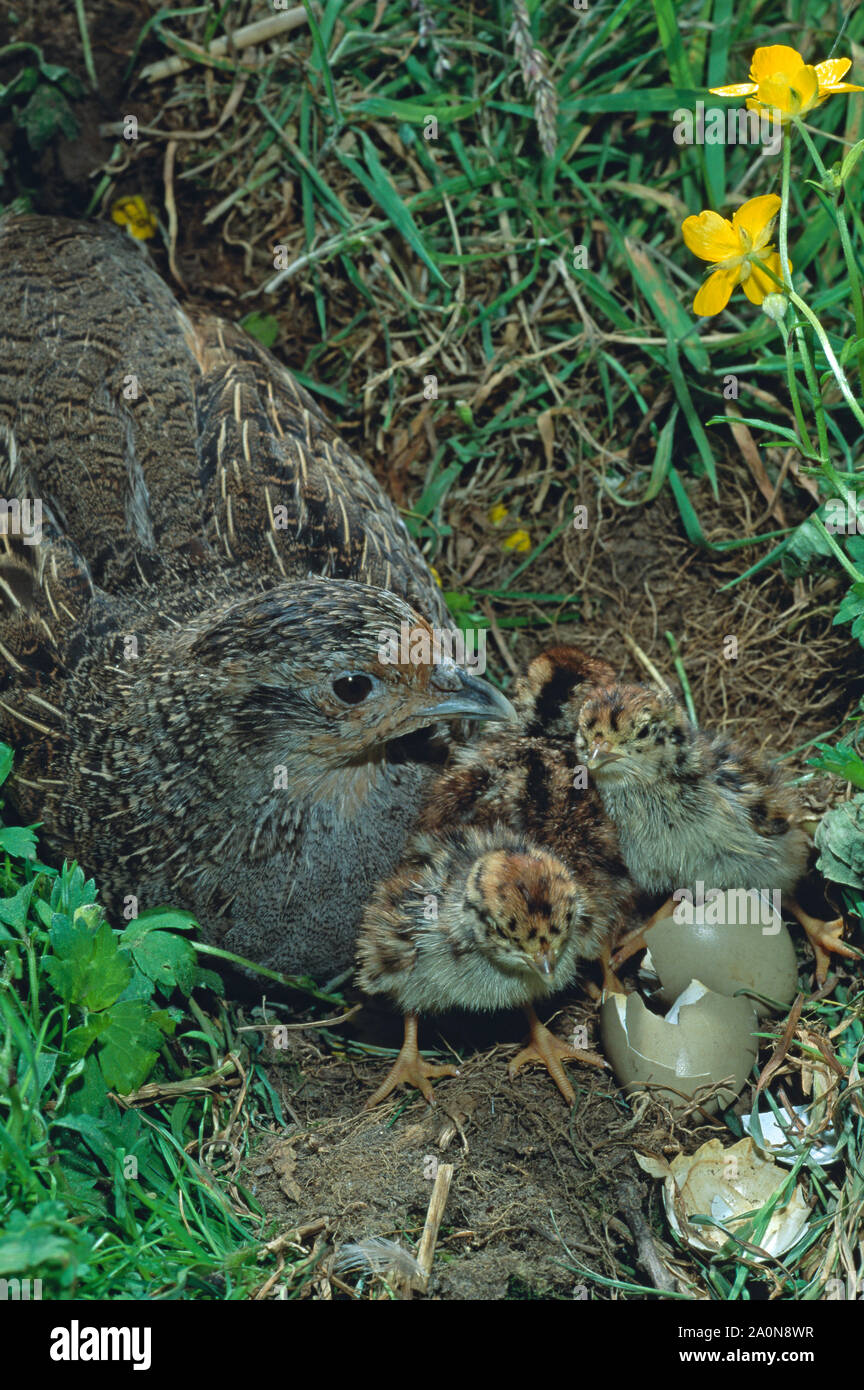 Nest grey partridge hi-res stock photography and images - Alamy