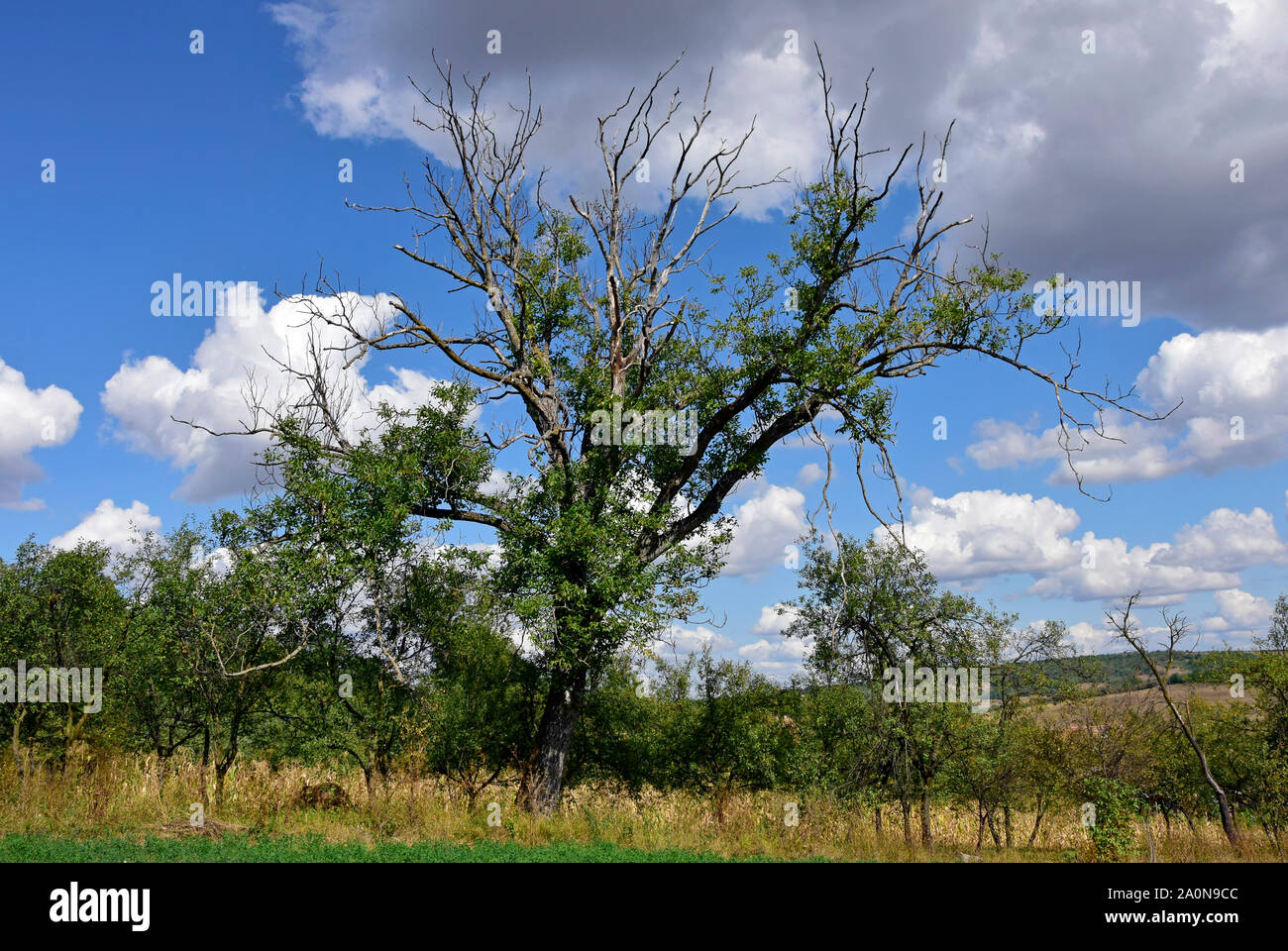 Tree under clouds hi-res stock photography and images - Alamy