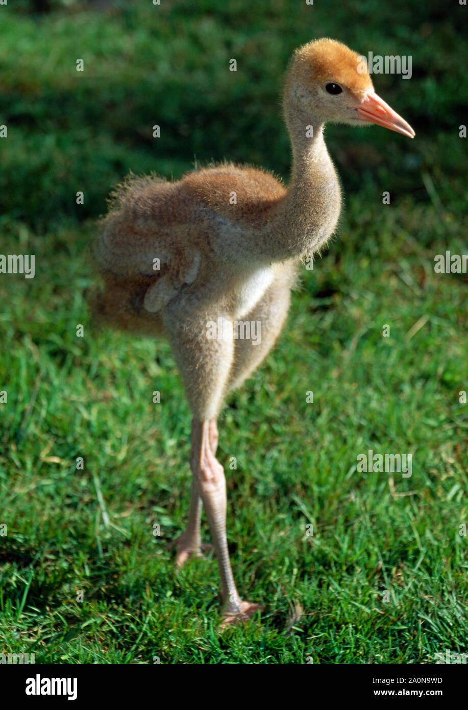 COMMON CRANE chick (Grus grus). 1 month old (captive bred bird Stock ...